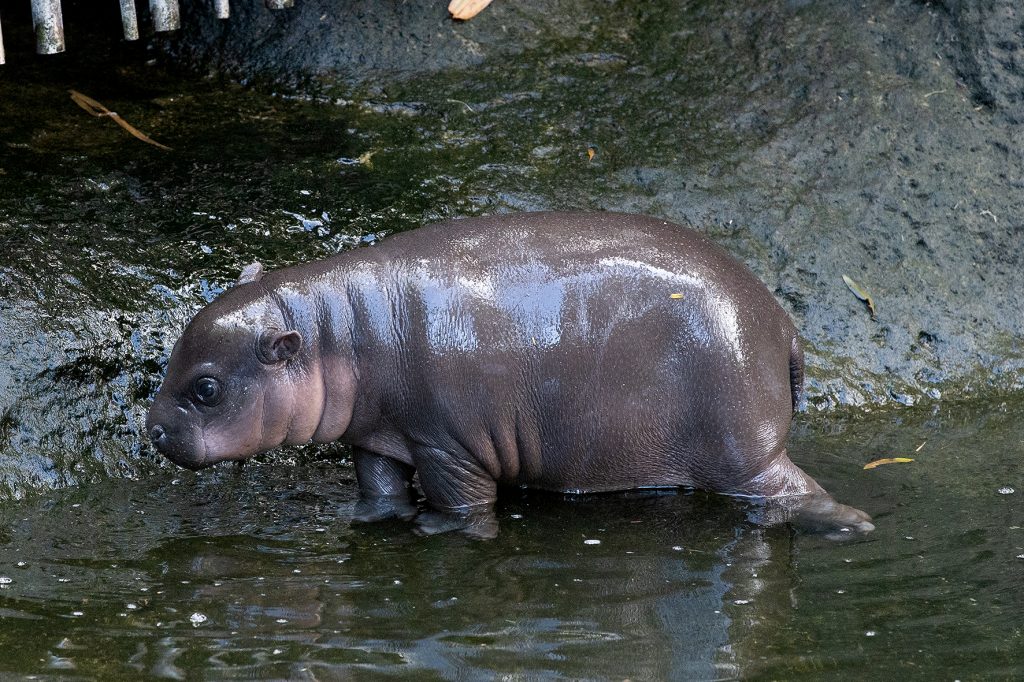 Taronga Zoo: PSA seeks feedback - Public Service Association